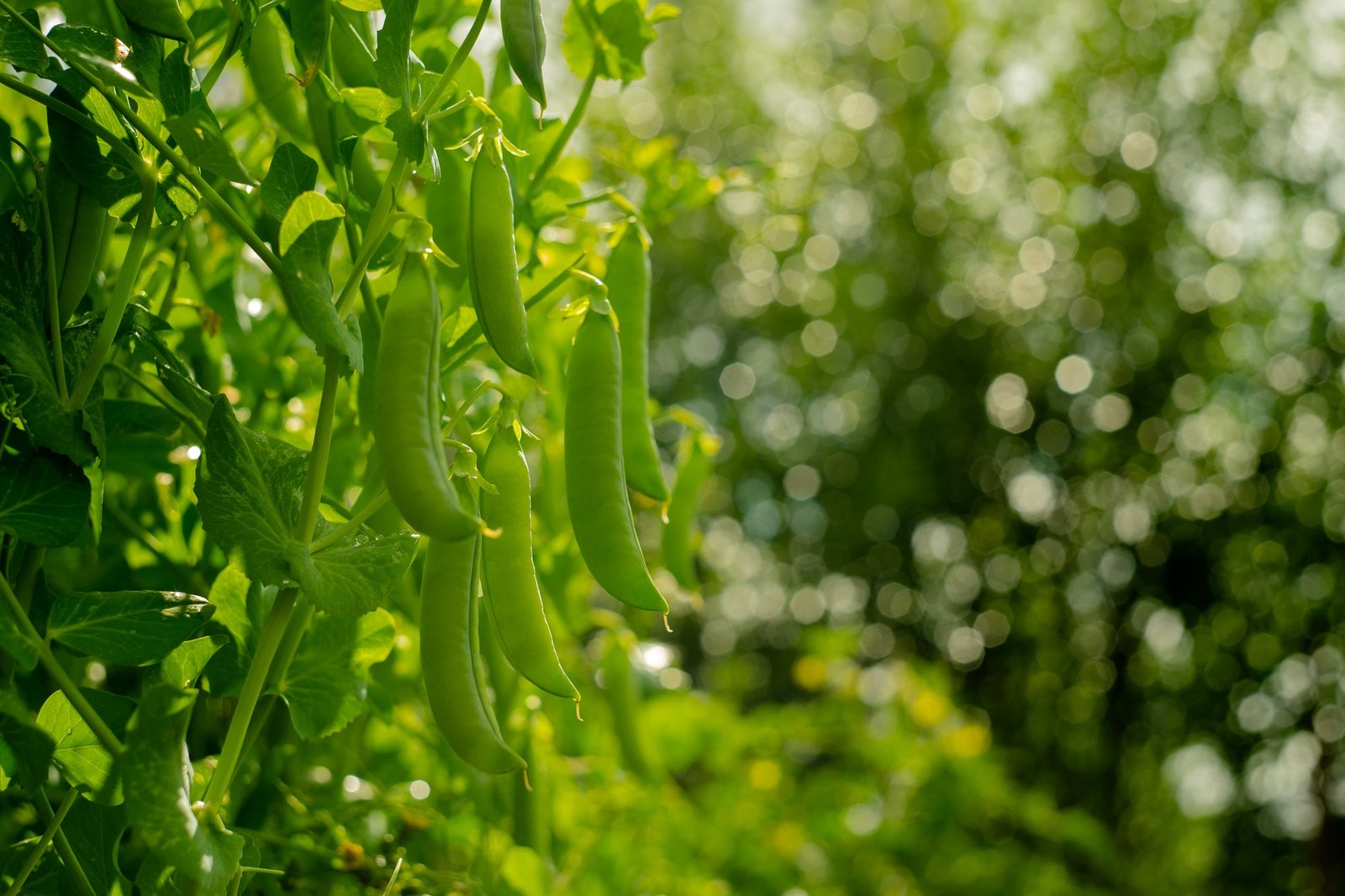 Pea Early Onward Seeds – Seeds a Lot